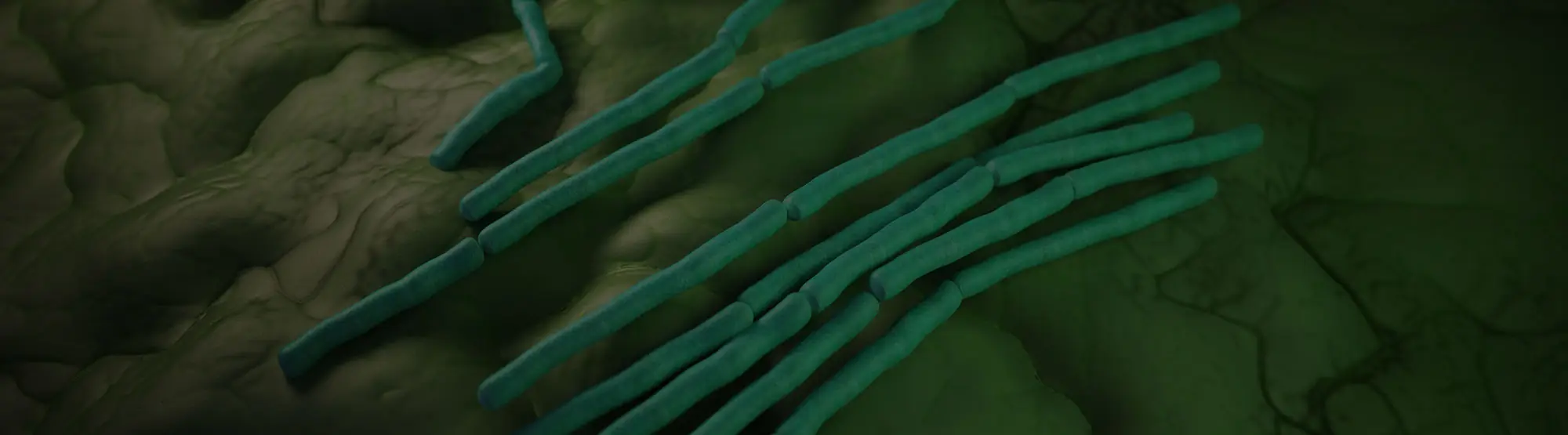 Bacillus cereus in Food [Symptoms, Causes, and Prevention]