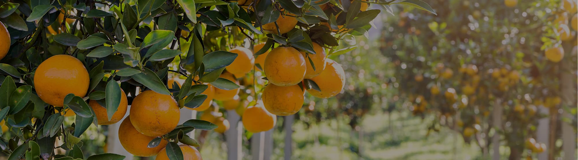 AMC Juices, asociado a AINIA, Premio Nacional de Innovación