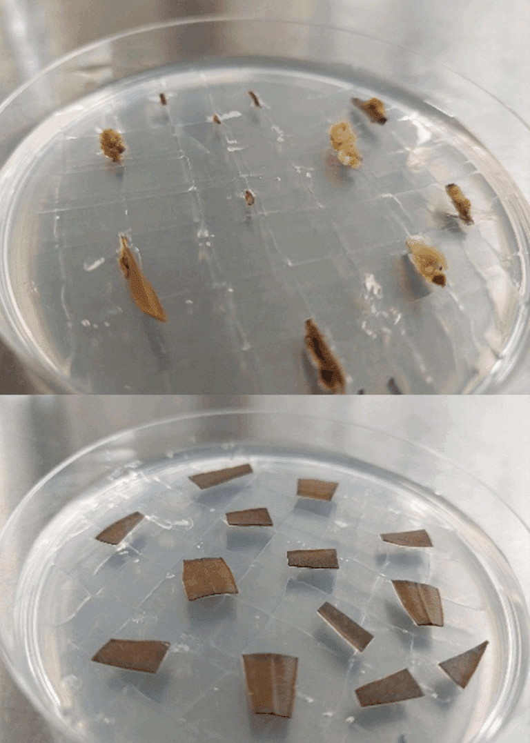 Nuevas grasas en alimentación: más saludables y sostenibles - AINIA