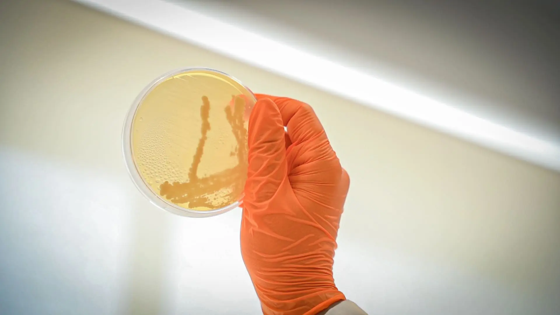 Microbial Bioprospecting to Identify Microorganisms with Industrial ...